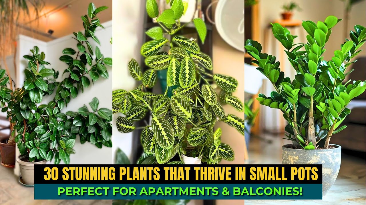 30 Best Plants To Grow In Small Pots