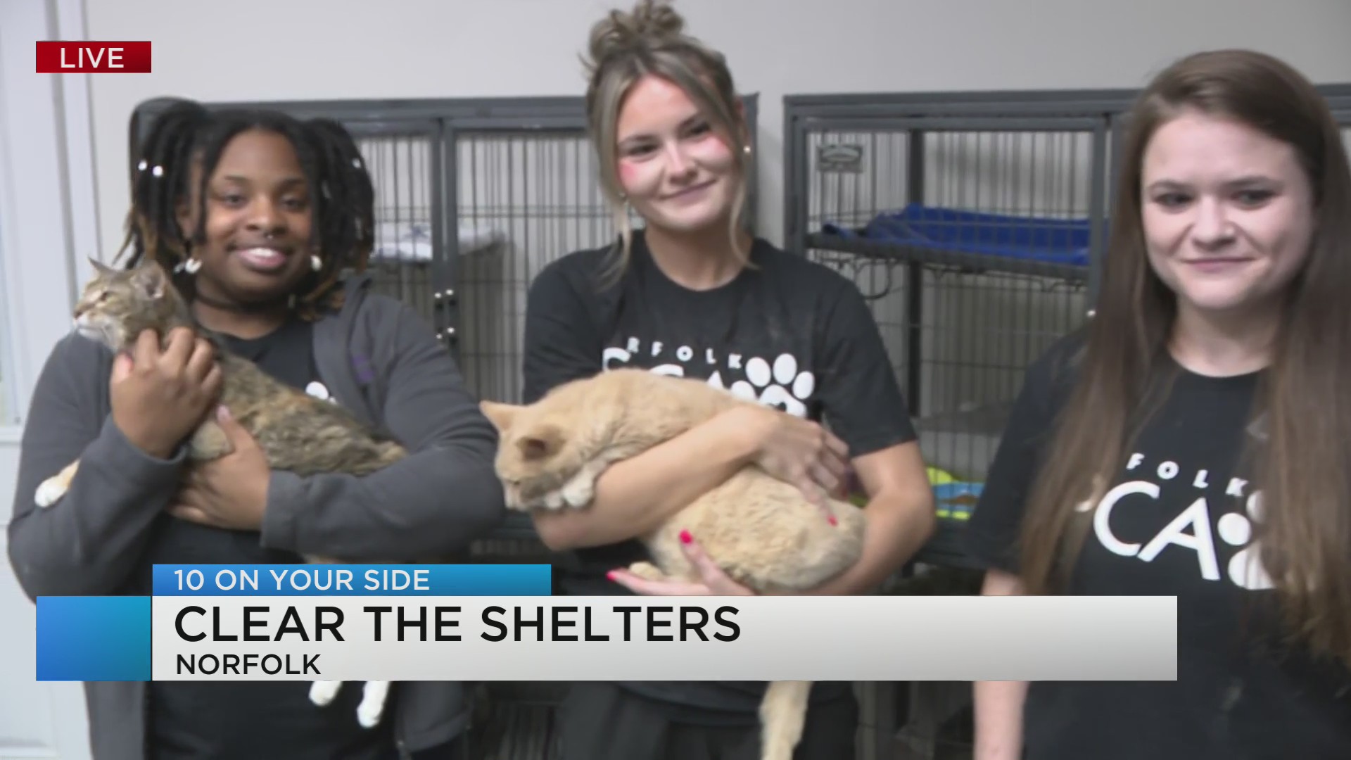 Norfolk SPCA has goal of 150 adoptions for August