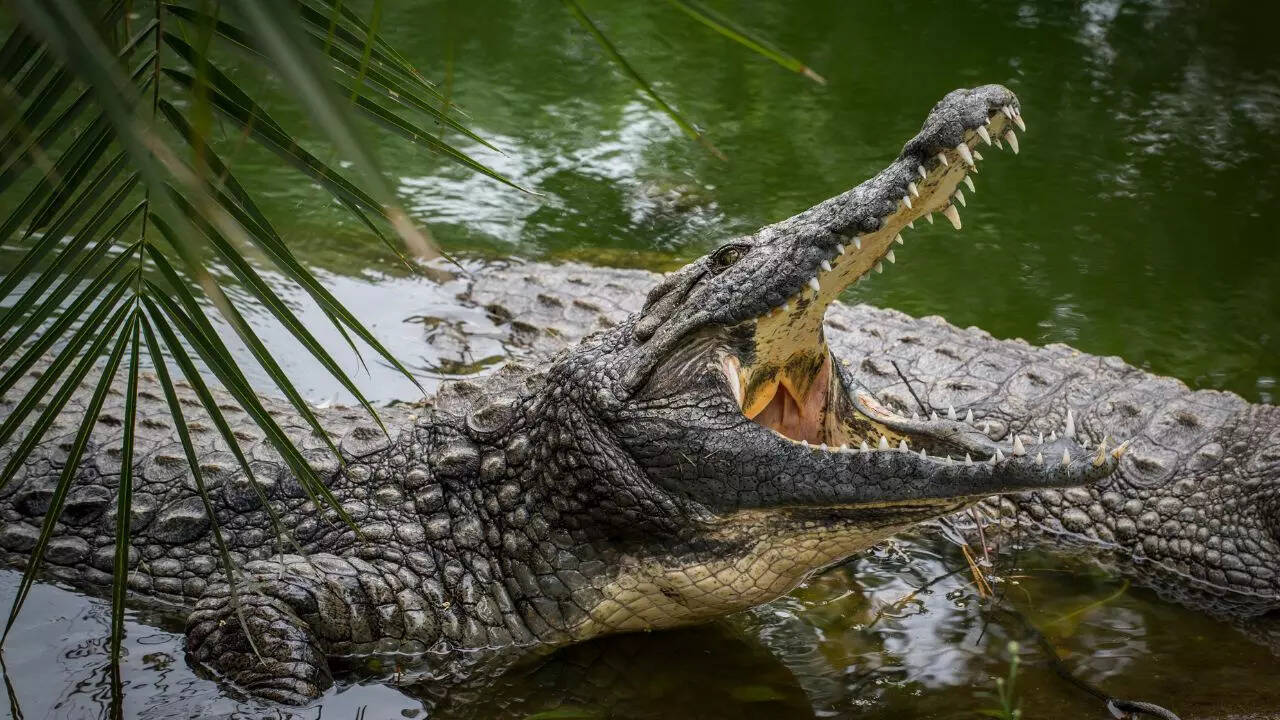 From Cassowary to Komodo: 7 animals with an uncanny similarity to dinosaurs