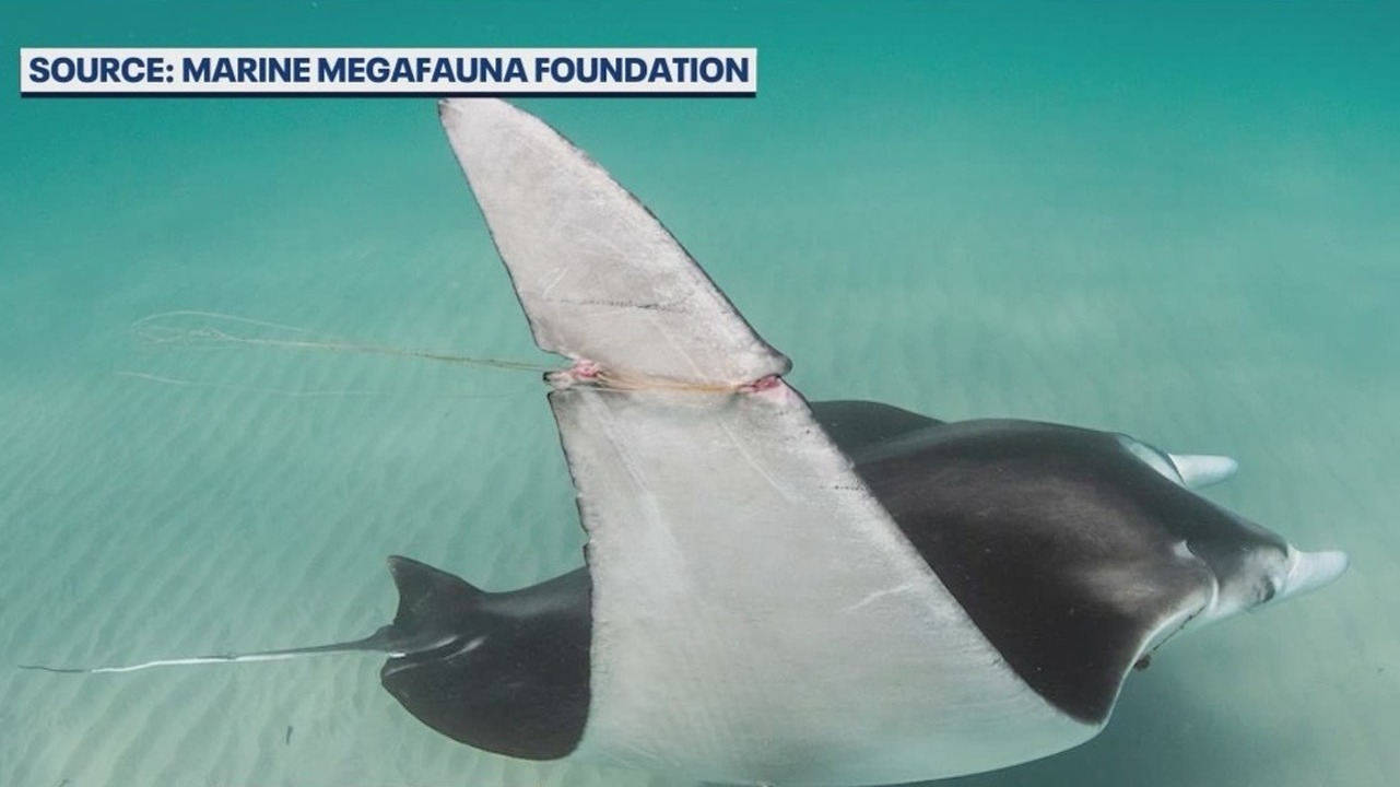 New manta ray species discovered off Florida Coast