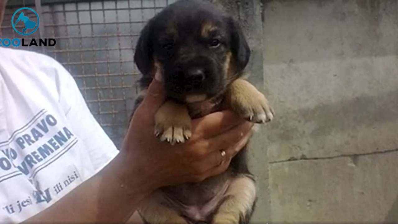 Everyone Assumed this Dog was Grieving for Its Dead Owner Until They ...