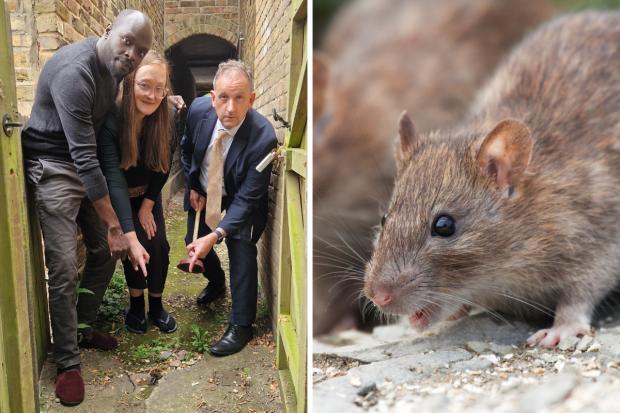 'Thriving' rats rampant in Watford road after escaping from sewer