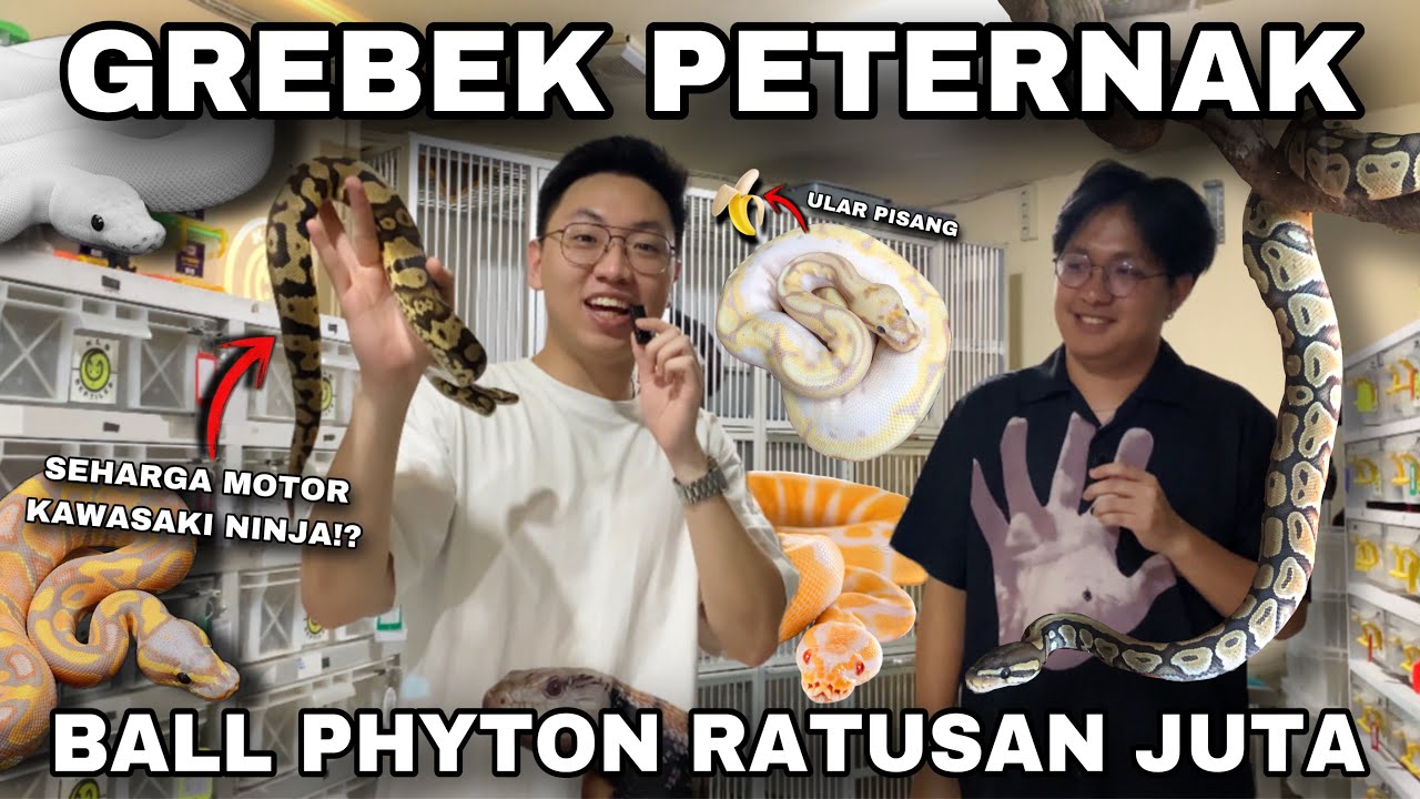 Pabrik Ular Ratusan Juta di Dalam Rumah! Koleksi Ball Python Morph ...