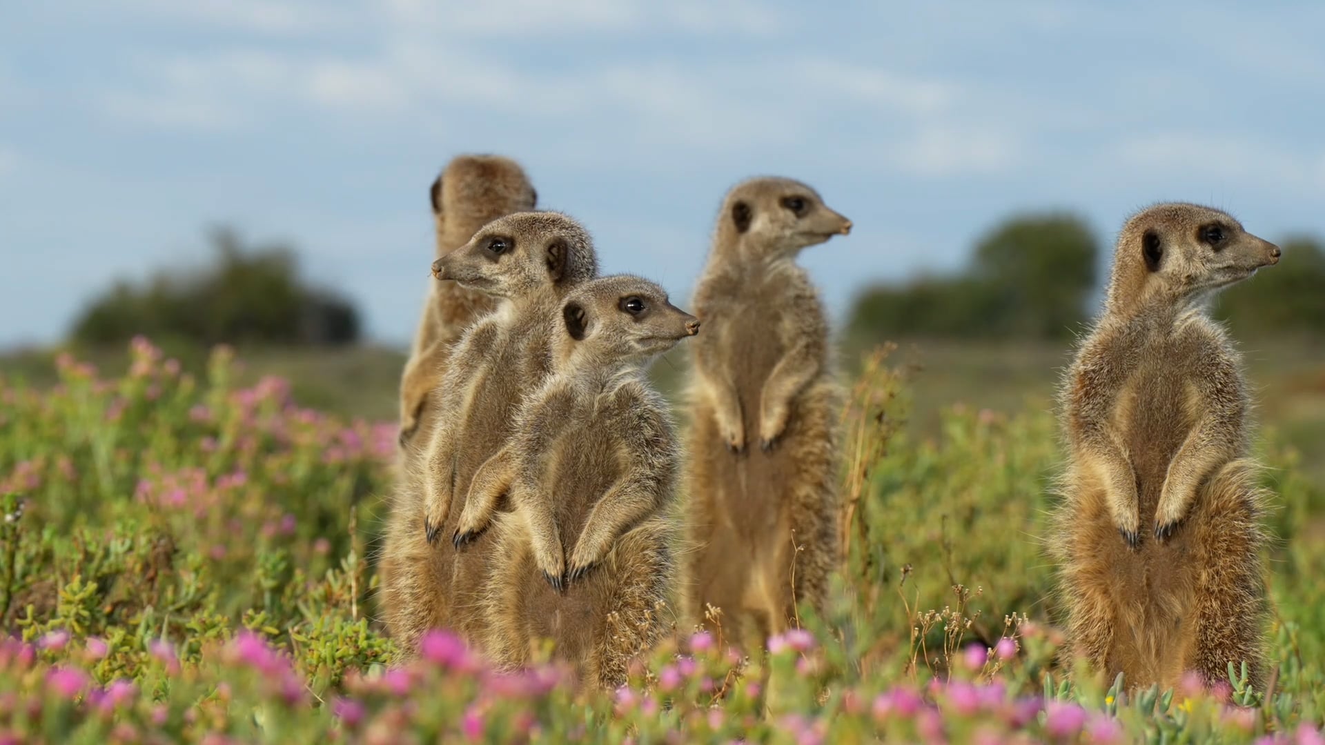 Perjalanan ke Dunia Meerkat: Prajurit yang Lucu dan Waspada