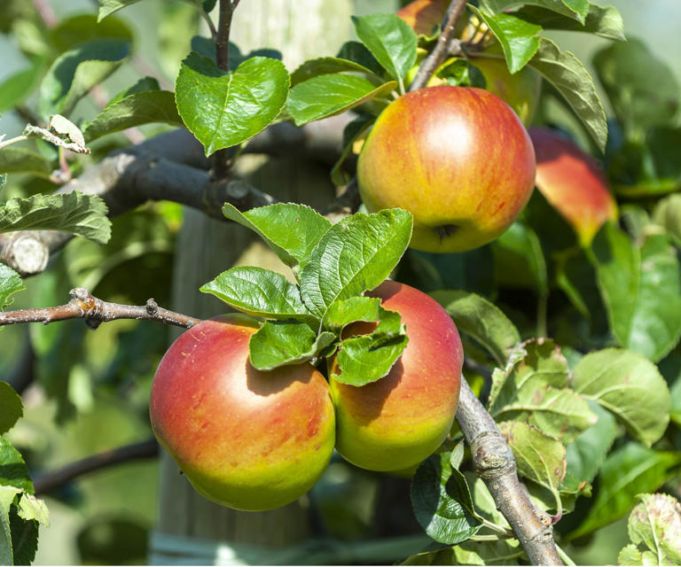 7 fruit trees to prune in August for a bigger, better harvest – my late ...