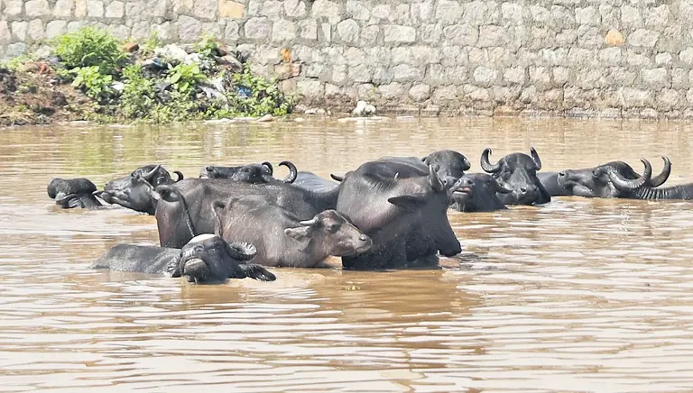 Rain turns Batasingaram fruit market into slushy mess; exposes lack of ...