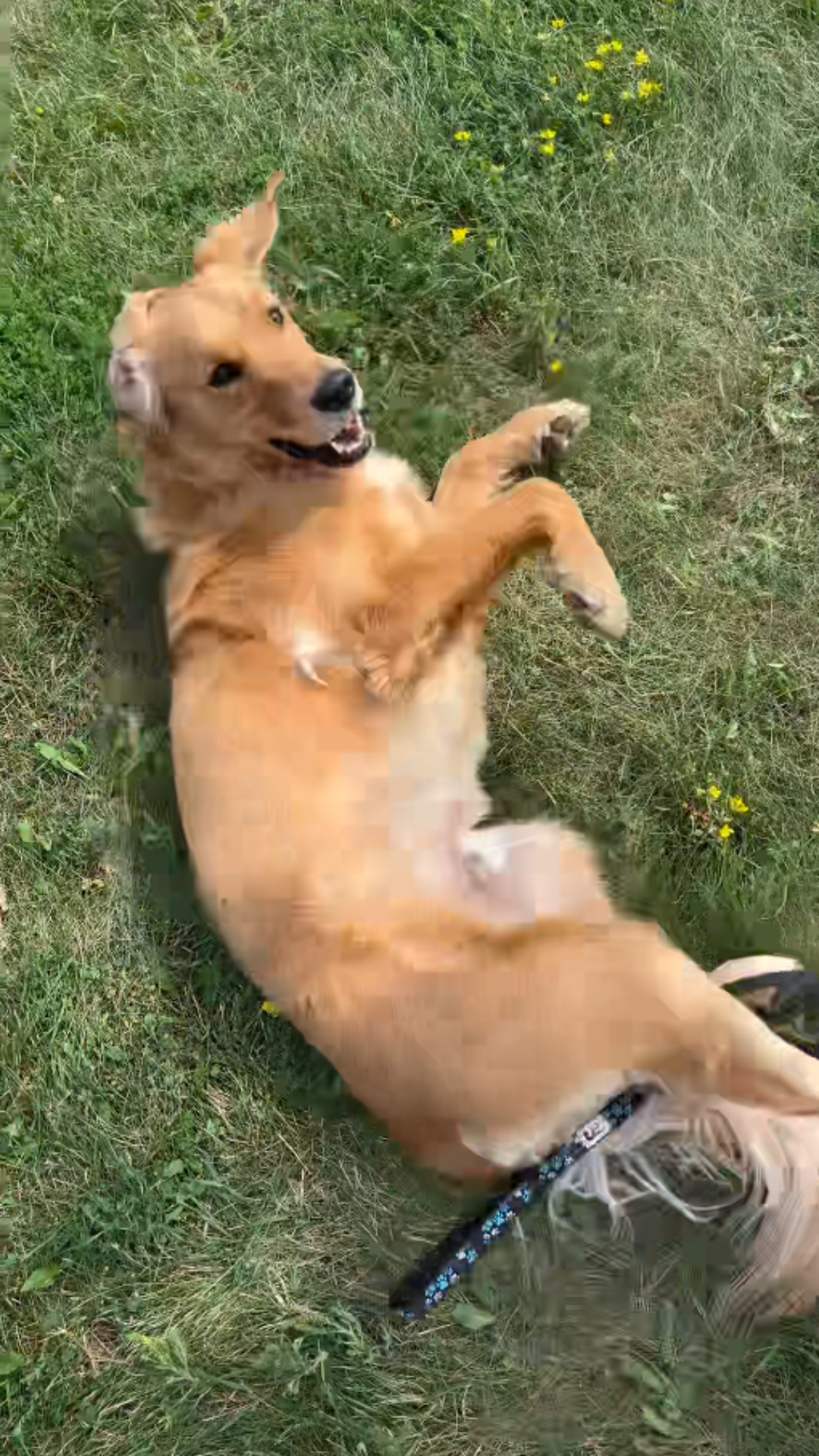 What I Learned from Feeding My Dog a Raw Food Diet