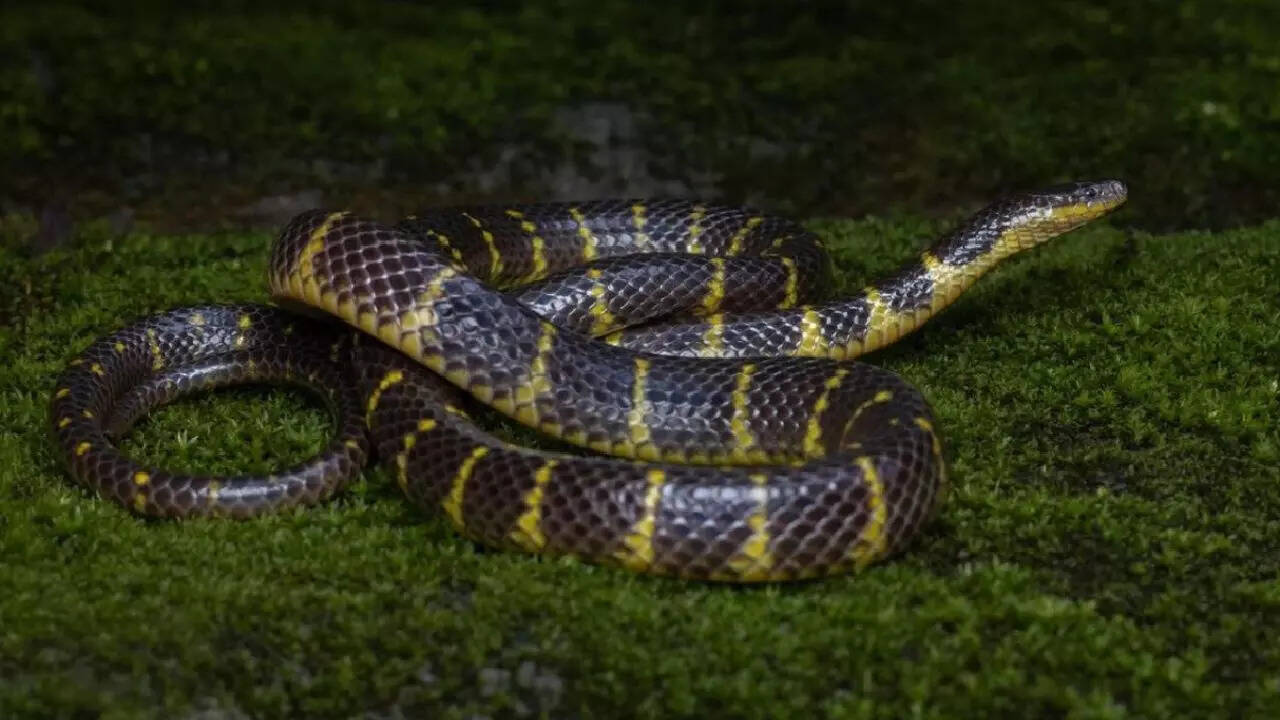 Rare narrow-banded rain snake found in Mizoram highlights India’s ...