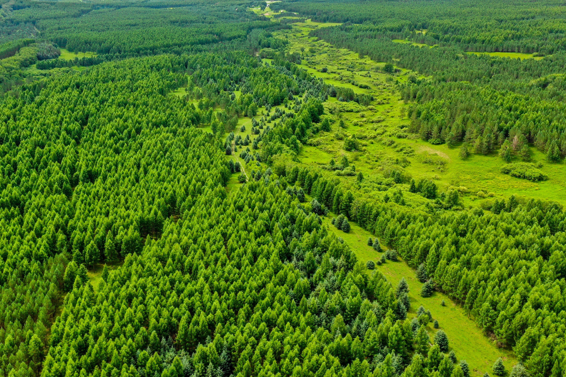 Verdens største menneskeskabte skov