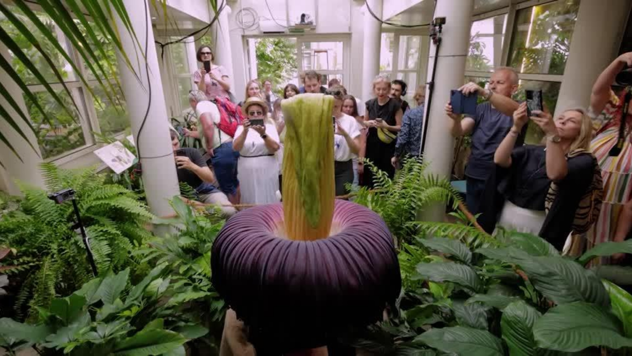 A Varsavia tutti in coda per ammirare il fiore cadavere che odora di ...