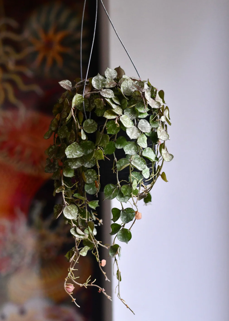 5 Types of Indoor Hoya That Will Brighten Up Your Home and Add a Burst ...
