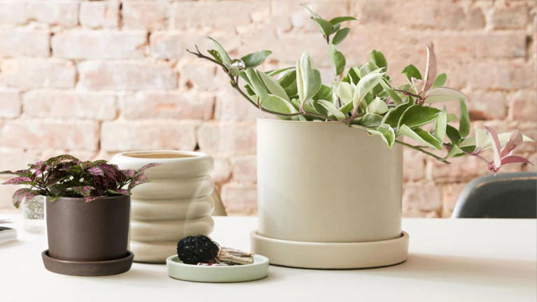 5 Types of Indoor Hoya That Will Brighten Up Your Home and Add a Burst ...