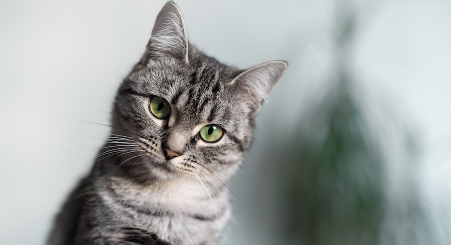 Perché il gatto fa la pasta: un gesto antico tra istinto, affetto e ...