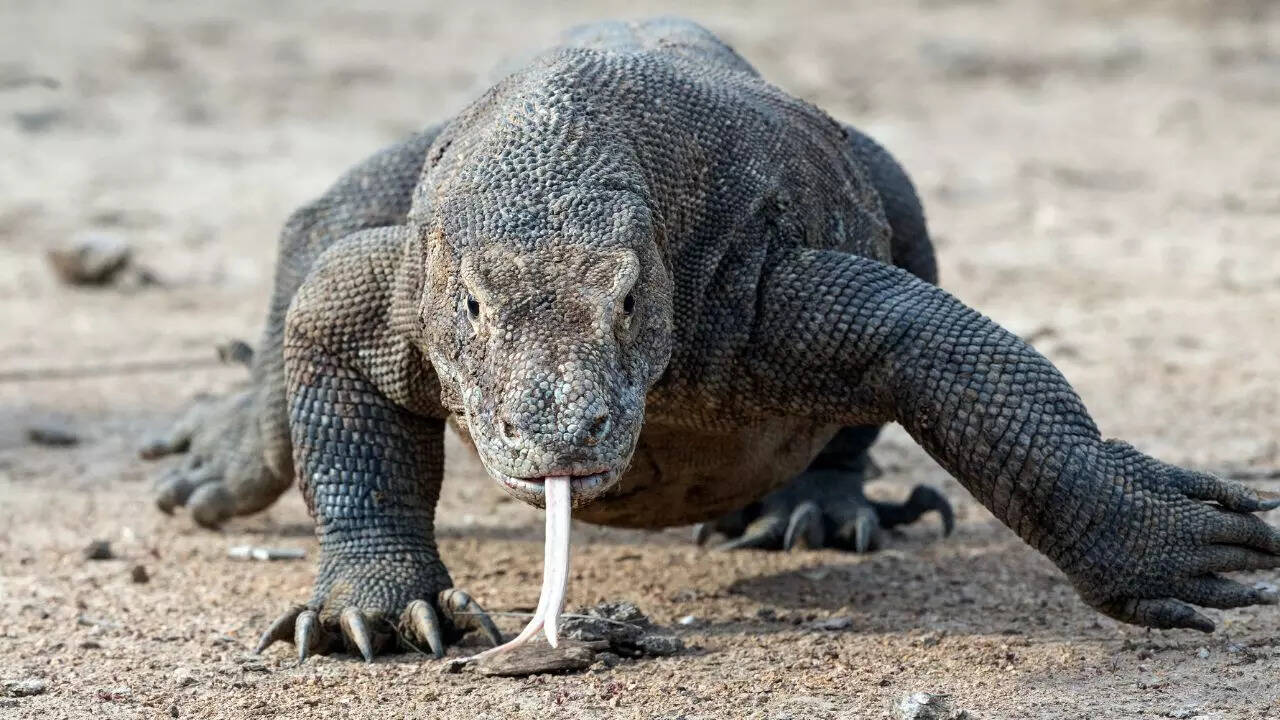 From Cassowary to Komodo: 7 animals with an uncanny similarity to dinosaurs