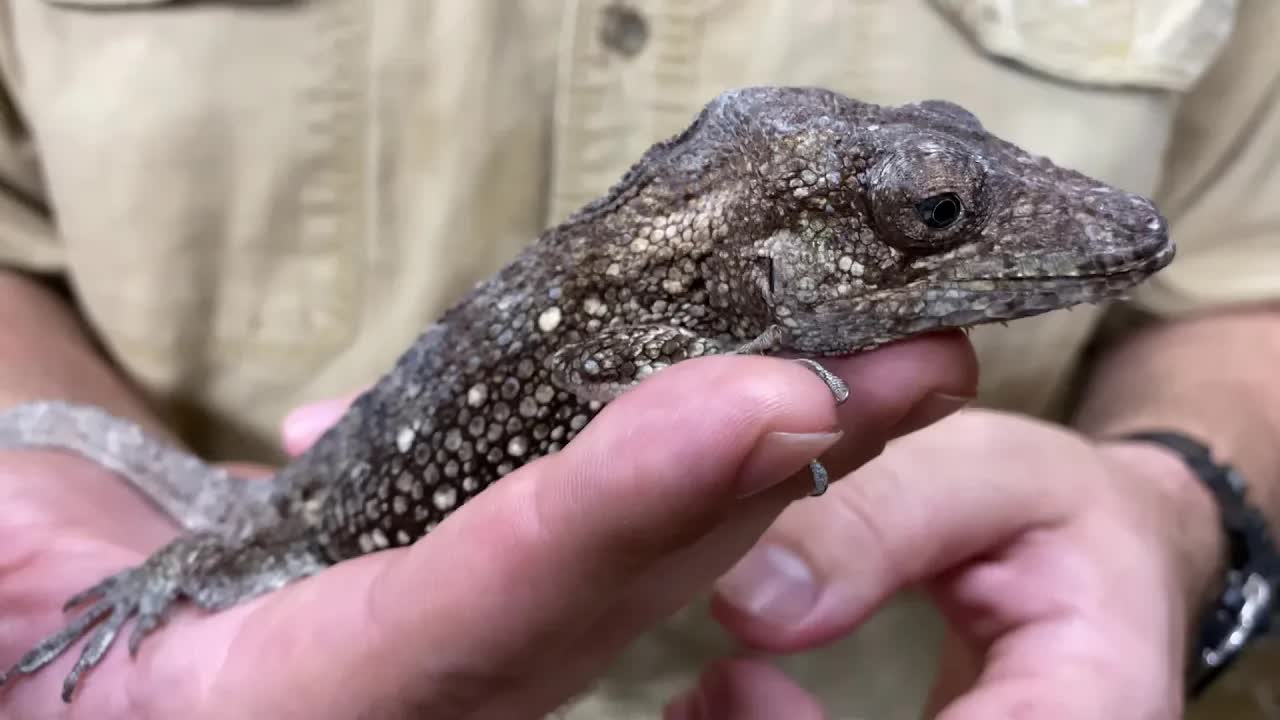 False chameleon, a Cuban arboreal lizard