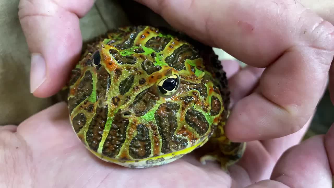 Pac-Man frog facts and jumping adventure!