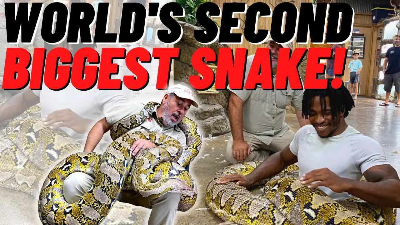 hanging out with giant reticulated python!