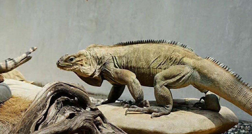 Promo TMII Agustus 2025: Tiket Masuk Mulai Rp17 Ribu and Gratis untuk ...