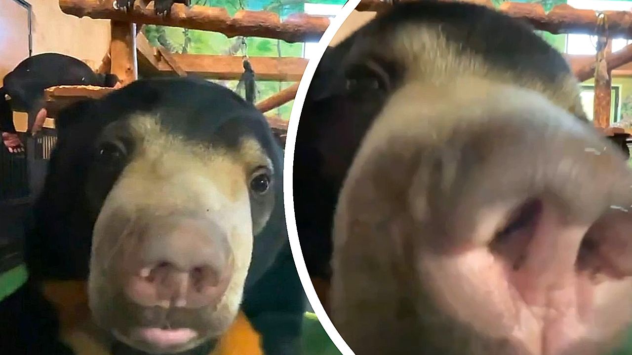 Adorable bear tries to sniff a camera at the Moscow Zoo