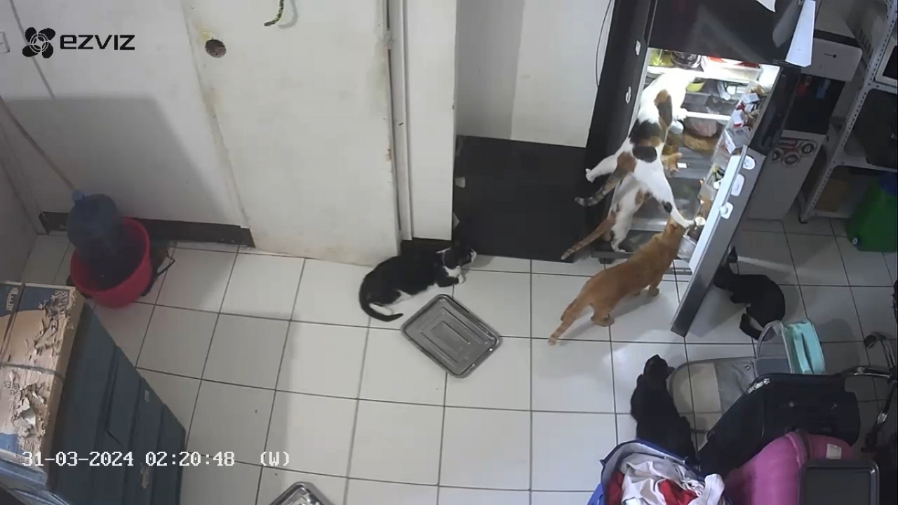 Cats team up to raid the refrigerator for food in Makati City, Philippines