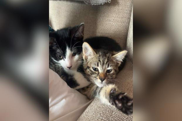 Couple hoping to give kittens abandoned in Carlisle 'another chance'