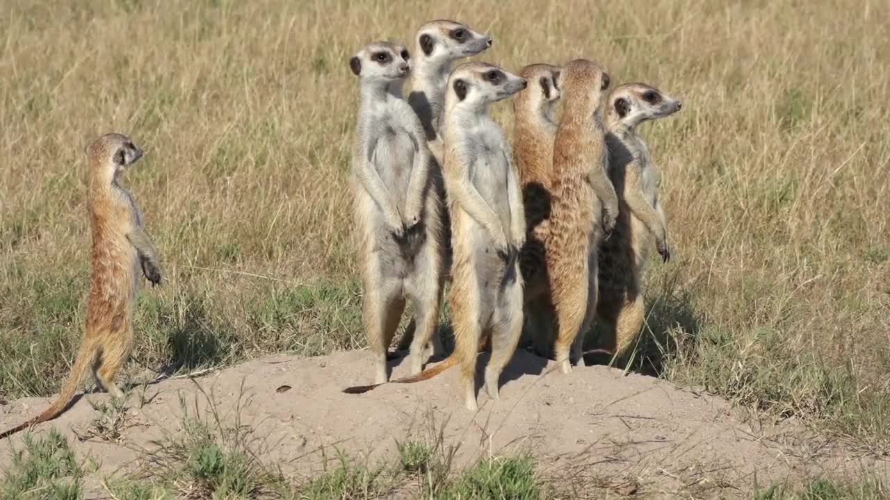 Voyage dans le monde des suricates : des guerriers mignons et vigilants