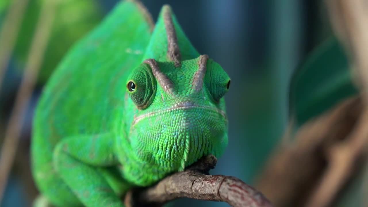 Camaleones de cerca: el arte de la transformación del color