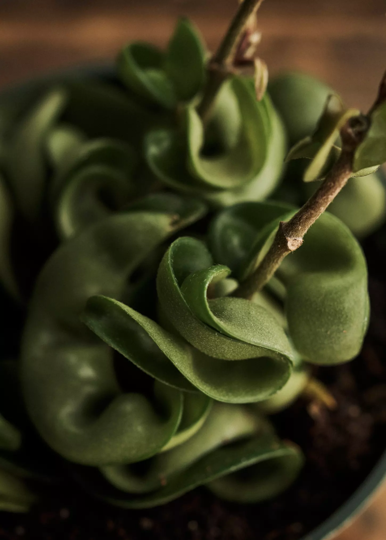 5 Types of Indoor Hoya That Will Brighten Up Your Home and Add a Burst ...