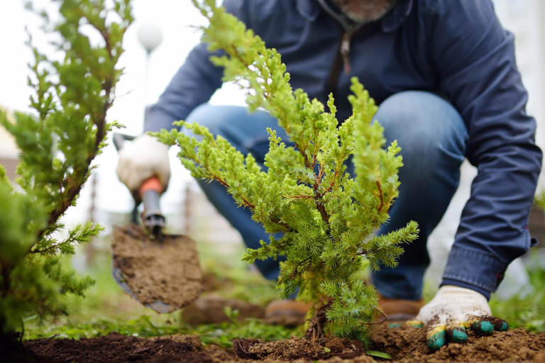 Cuidados exhaustivos del enebro en jardinería: guía completa y aplicaciones