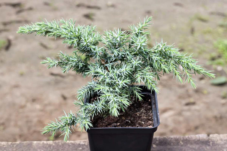 Cuidados exhaustivos del enebro en jardinería: guía completa y aplicaciones