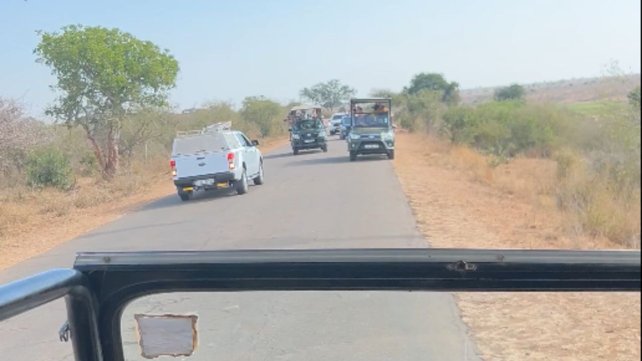 Lioness takes her time crossing the road with cubs as safari tourists ...