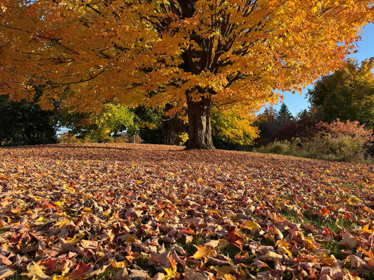 When will fall foliage peak in Vermont in 2025? This is what the Old ...