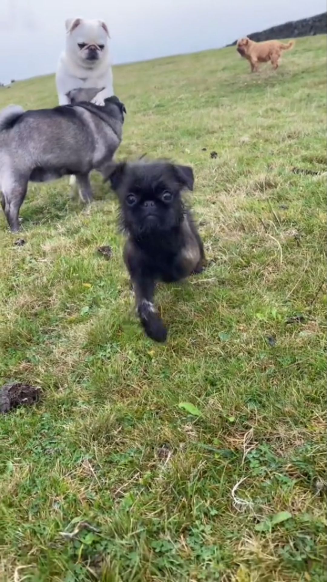 Wait Up! I’ve Only Got Three Legs, Not Three Gears