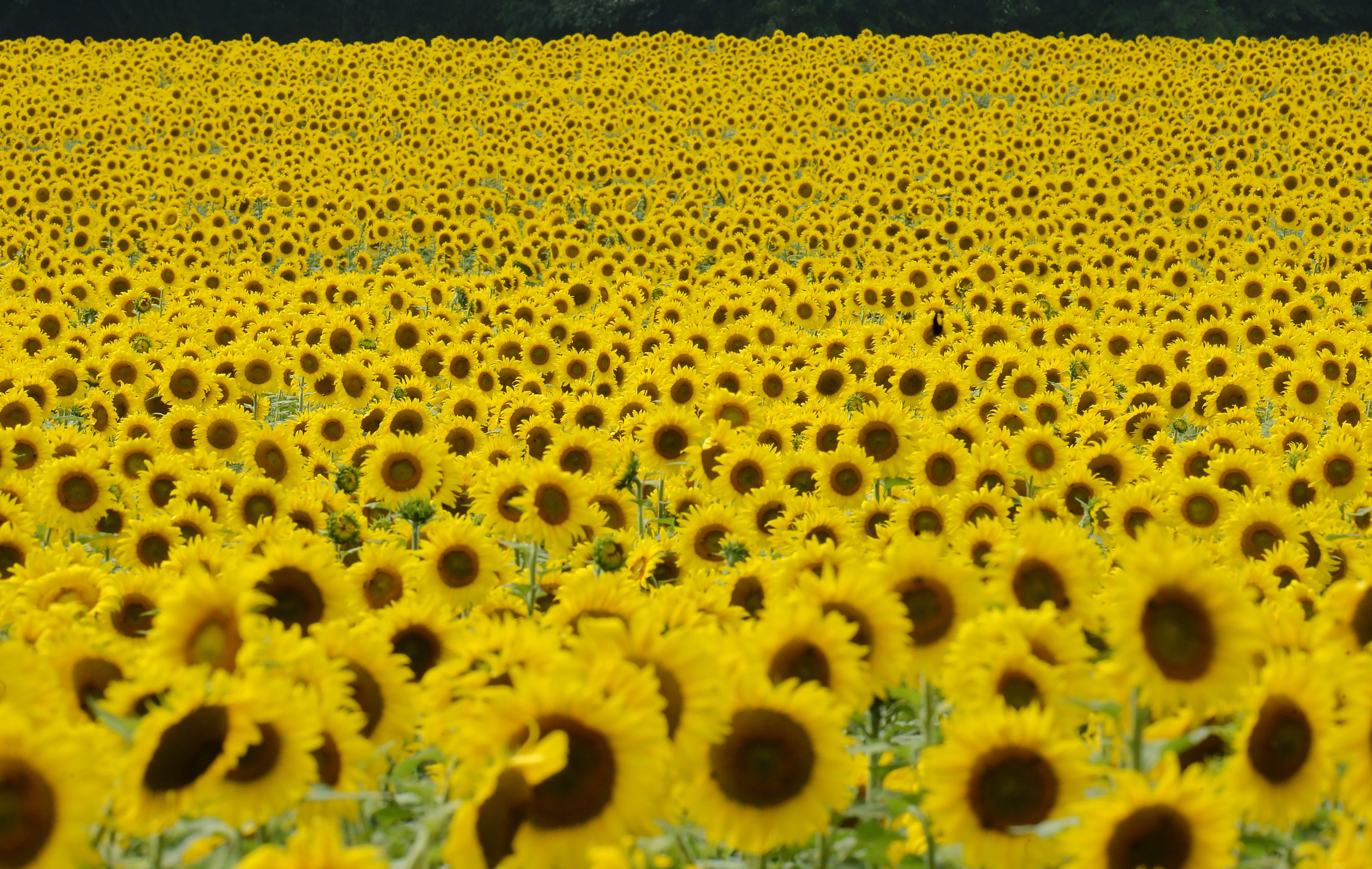 'Sunflowers as far as the eye can see' are in bloom at Battles Farm ...