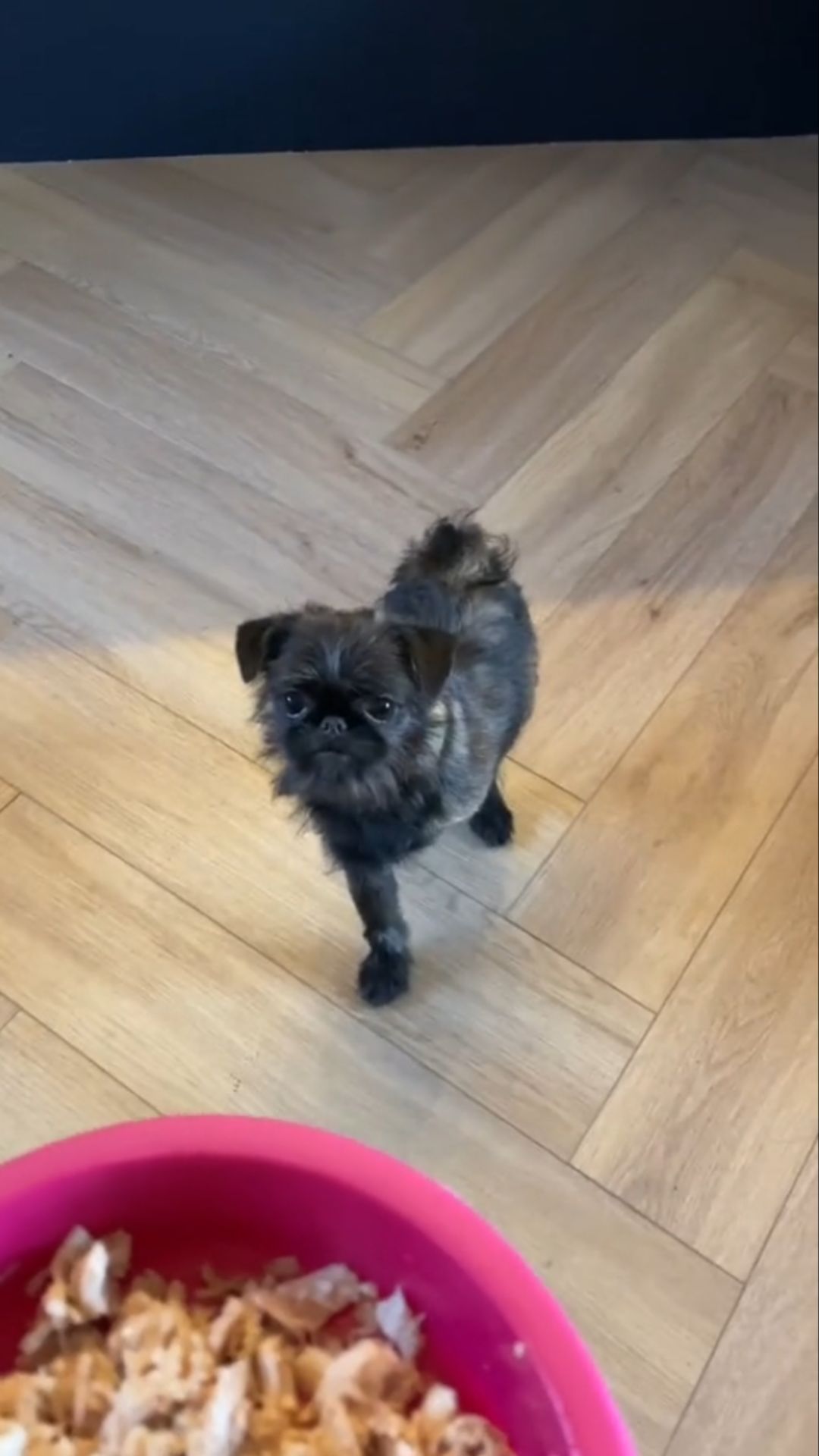 Nando's Chicken Dinner for One – Featuring the Cutest Tripod Pup