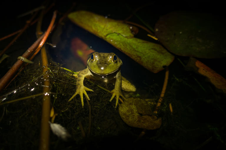 Giant invasive frogs are wreaking havoc on the West