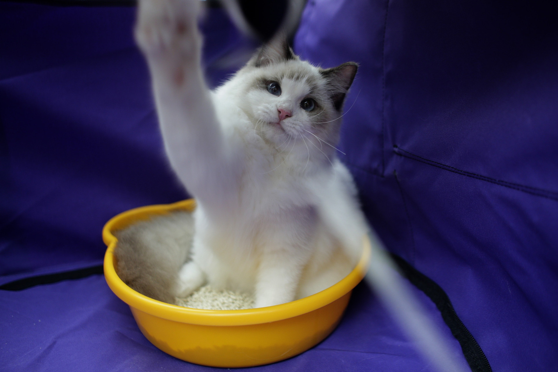 El origen de tus razas de gato favoritas