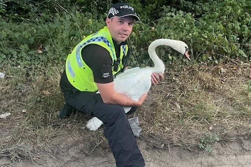 Swan runs amok as police chase it through Cotswolds village