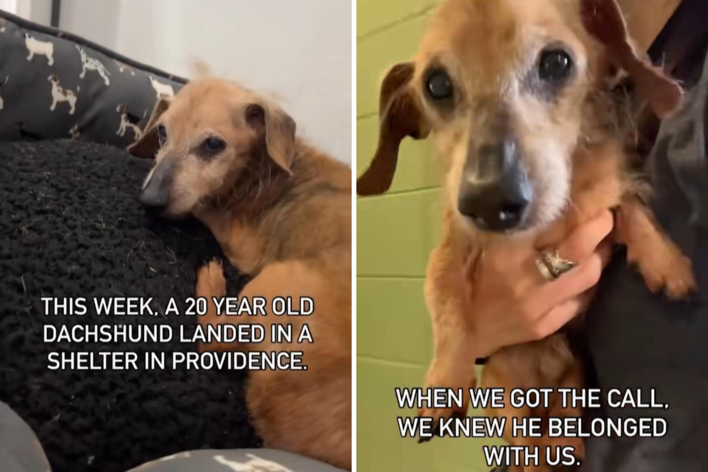 Heartbreak as 20-year-old dachshund waits for a home in shelter