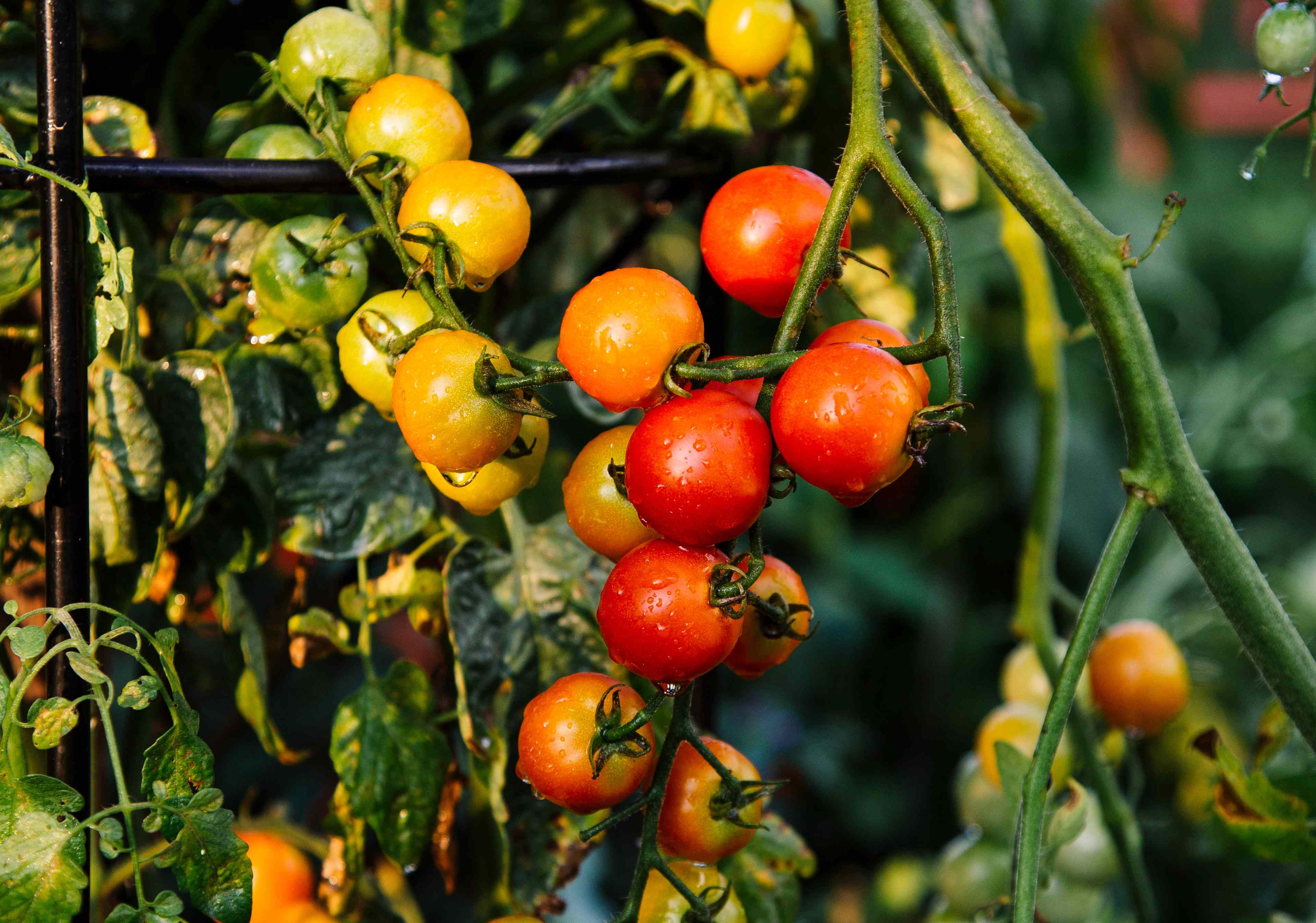 When Are Tomatoes Actually Ready to Pick? Here's How to Harvest Each ...