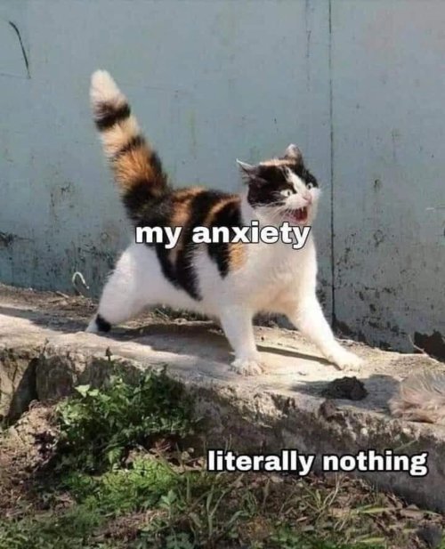 The Most Popular Cursed Cat Memes Online
