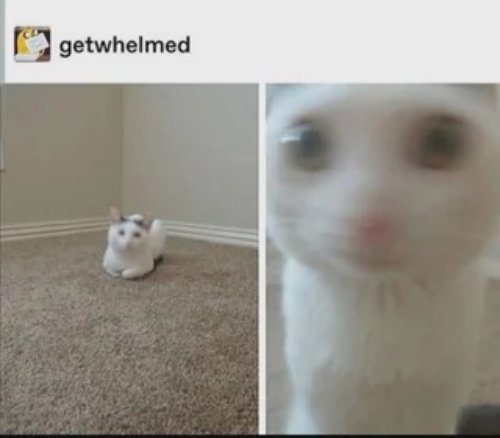 The Most Popular Cursed Cat Memes Online