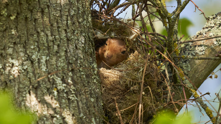 How To Tell The Difference Between A Bird Nest And A Squirrel Nest