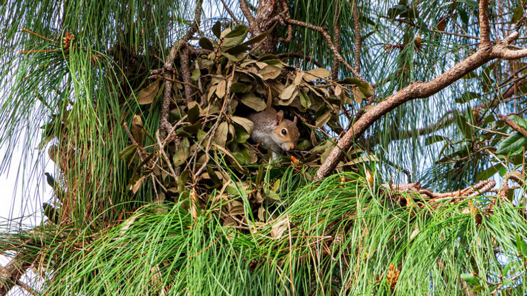 How To Tell The Difference Between A Bird Nest And A Squirrel Nest