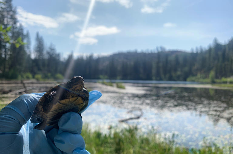 Giant invasive frogs are wreaking havoc on the West