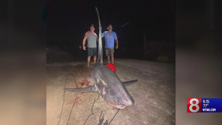 700-pound shark caught off Connecticut coast may break state record