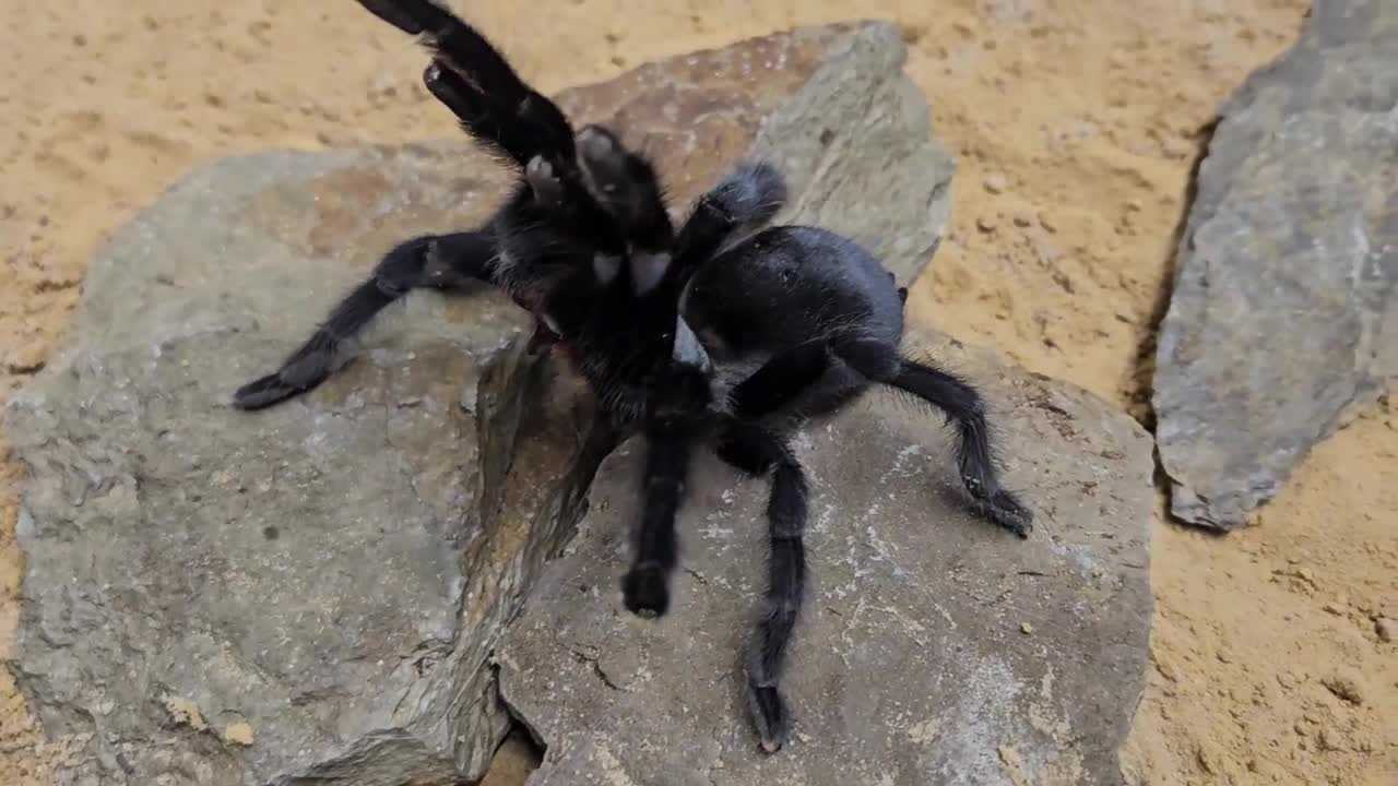 Killer tarantulas with giant penises discovered