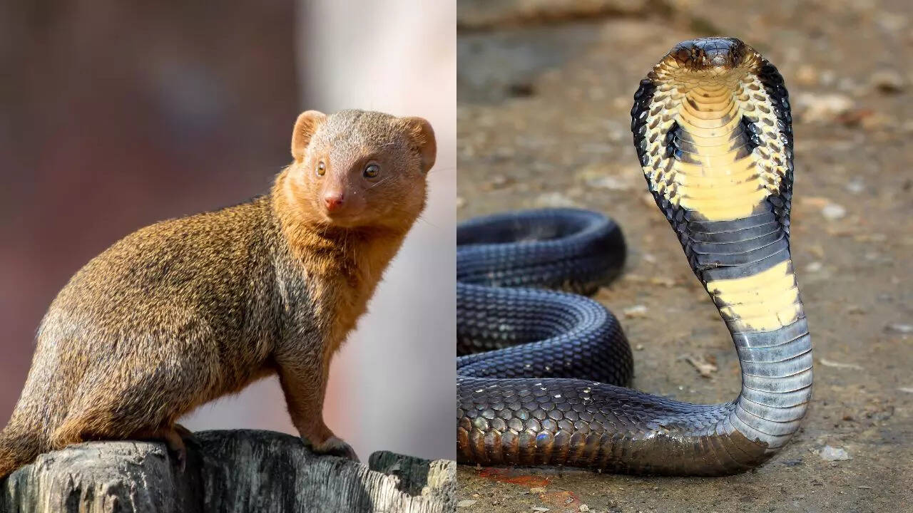 King Cobra vs Mongoose: Who is more powerful and likely to win a fight ...