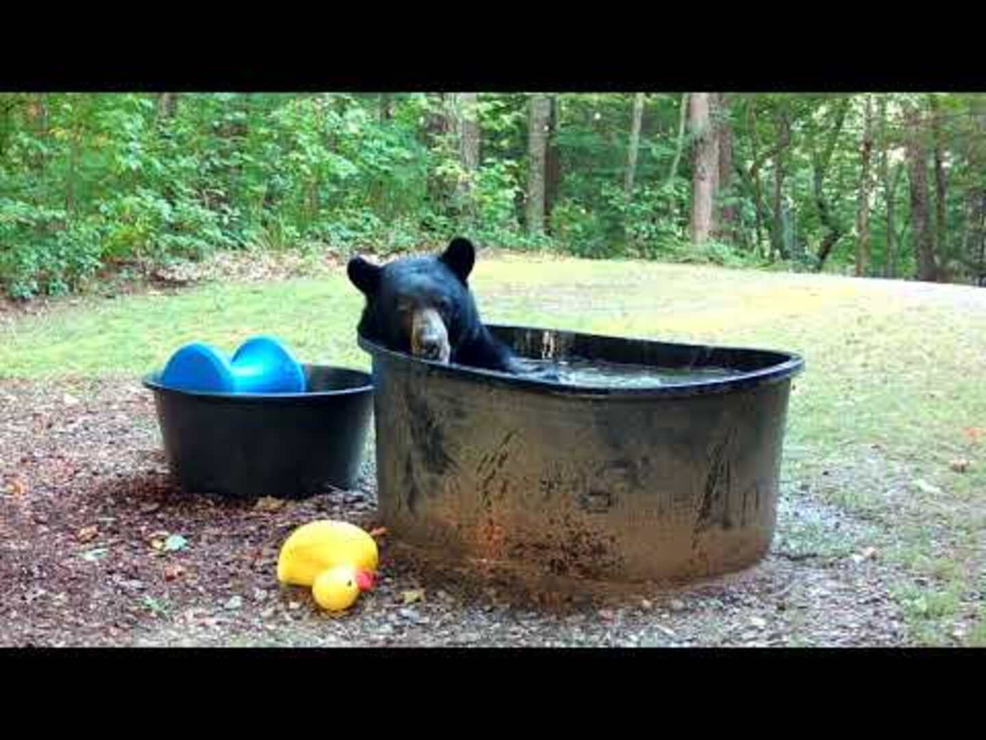 Bear Steps Out of Pool and Walks Away With Ball