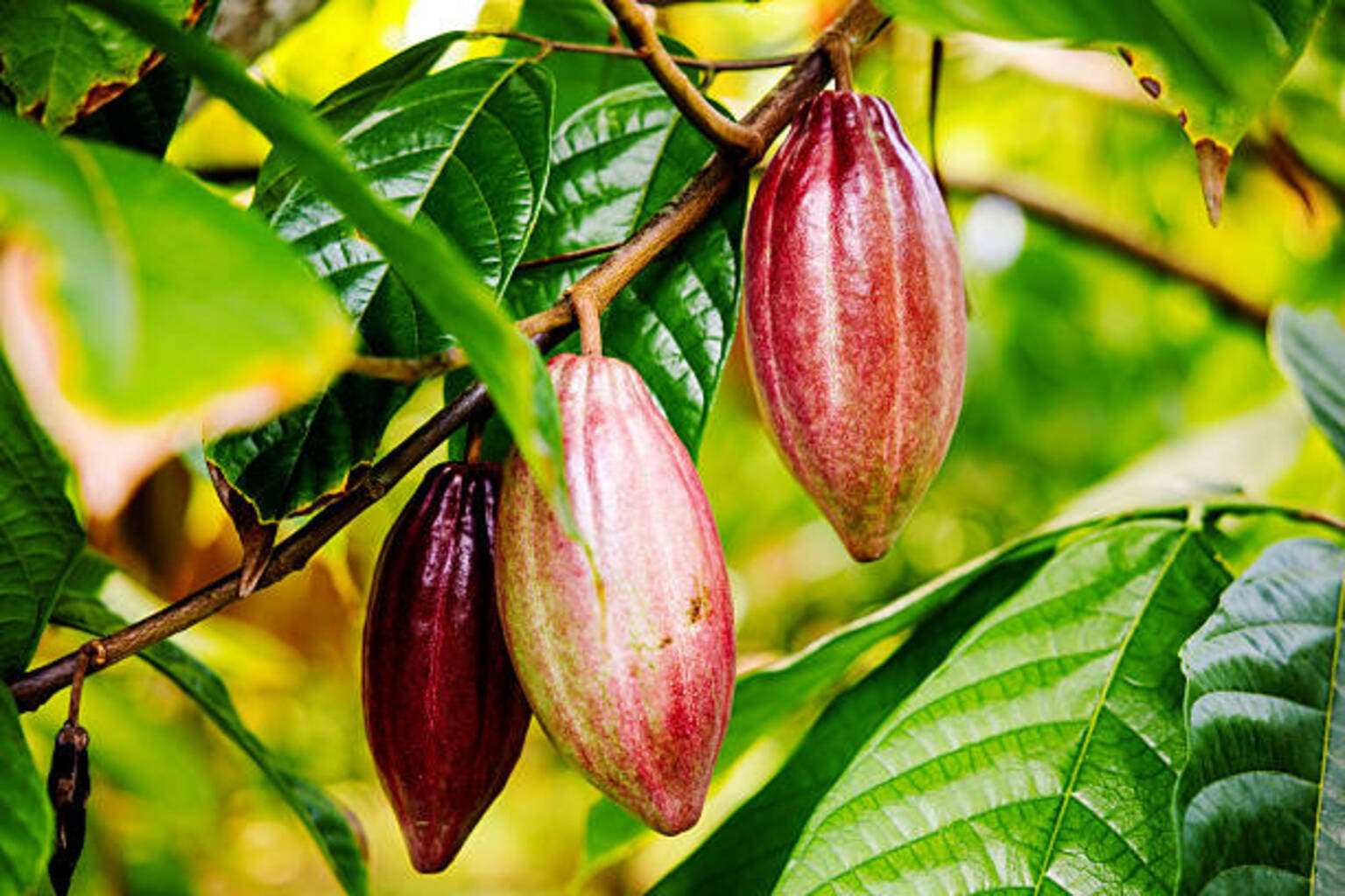 M&M's maker Mars taps CRISPR tech to improve cocoa production